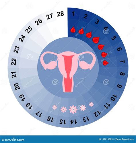 Ovulation Cycle Calendar