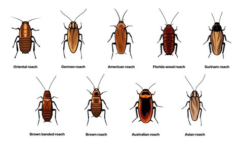 Cockroach Set Insect Roach And Bug Species Icons 15600387 Vector Art