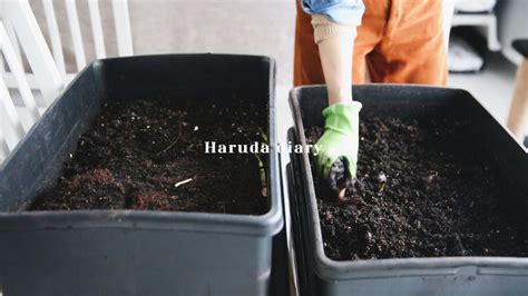 친환경적으로 음식물 쓰레기 처리하기🌱 지렁이 퇴비상자 관리법 분변토와 천연 액비로 화분 관리 Youtube