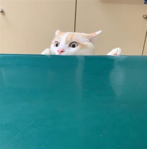 ちらり わんにゃふる