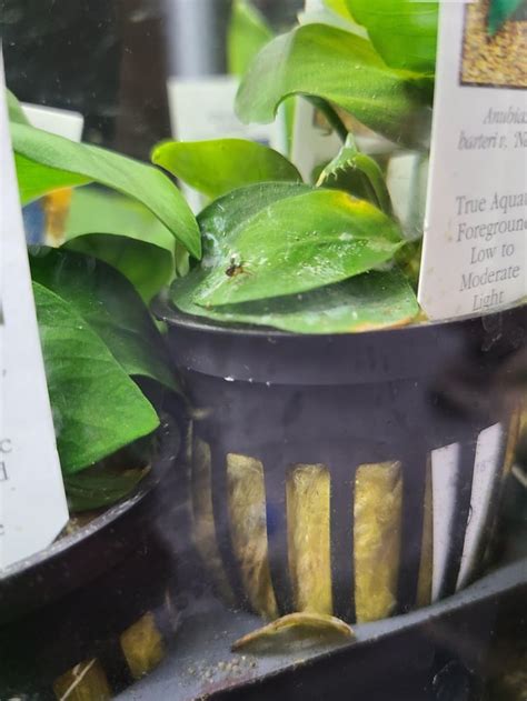 Help Identify This Spider Florida But Might Have Traveled Cross State