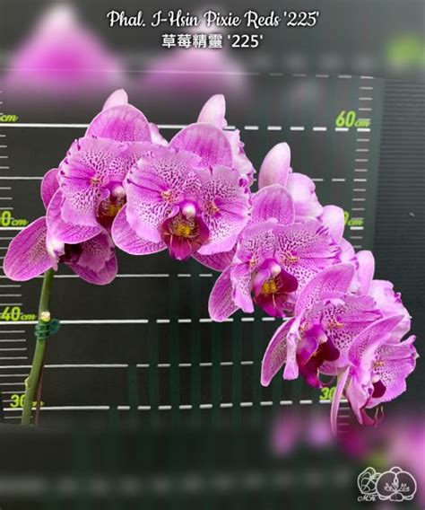 美琪園藝 Miki Orchid