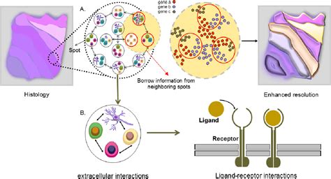 Figure 1 From Deep Learning In Spatially Resolved Transcriptomics A