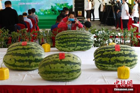 第32届北京大兴西瓜节开幕