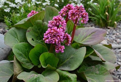 Бадан сердцелистный (Bergenia cordifolia)