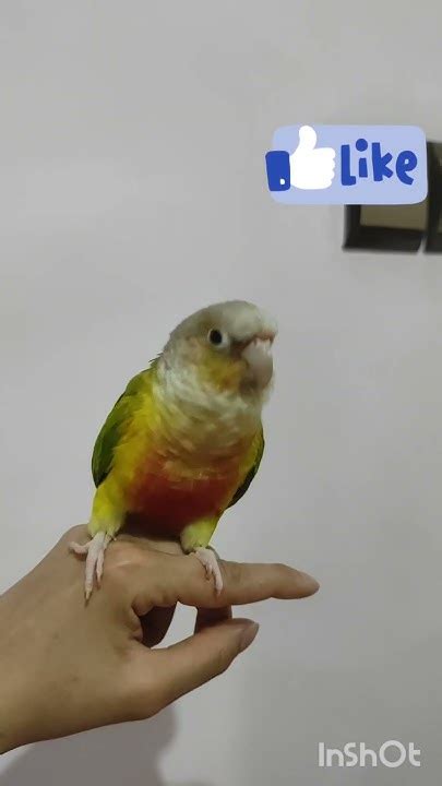 رقص کوکی کوچولوی من😍 پرنده Birds طوطی Birdslover Youtube