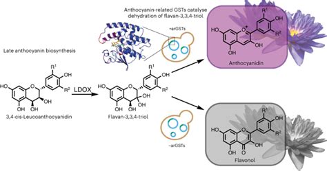 Nature Catalysis X Mol