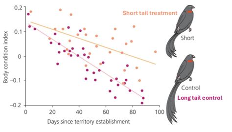 Chapter 11 Part 3 Intersexual Selection Evolution Flashcards Quizlet