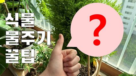 식물 물주는 법 이것만 있으면 정말 쉬워요~ 과습예방 꿀팁 도레미플랜트 Youtube