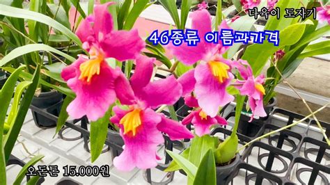 남사화훼단지 화훼집하장 공기정화식물 가격과이름 미니장미 바이덴스 크리스마스로즈 쥬리안앵초 루페스트리 달개비 카틀레아 깅기아난등 Youtube