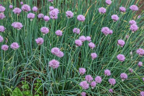 How To Grow Allium