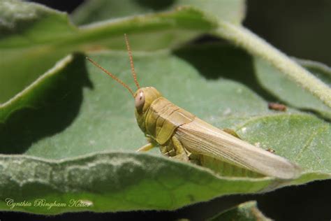 Valley Grasshopper Project Noah