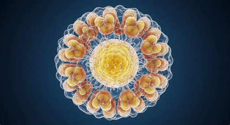 How To Increase Your Hdl Size And Why It Matters For Heart Health