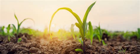 Crop Input Update Security Financial Bank