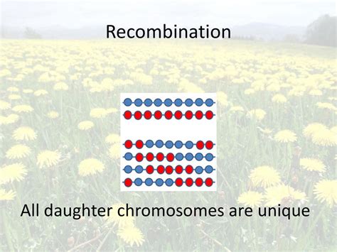 Why Sex Ppt Download