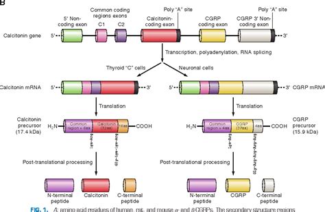 Calcitonin Structure