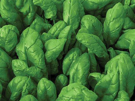 Nighthawk F1 Agrimatco Inexall Agrar