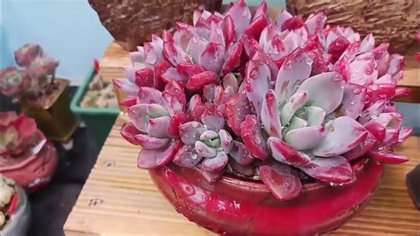 주말에 빗물받아 세수한 다육이들다육하우스 다육이 Succulent 취미생활 빗물보약 Youtube