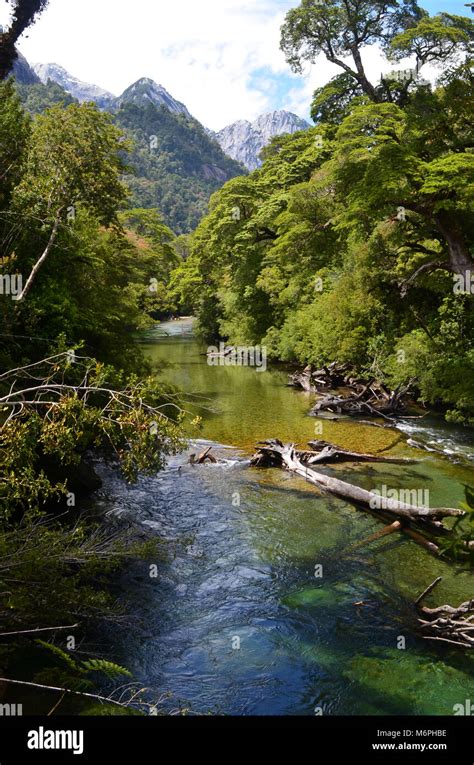 Valdivian Temperate Rainforests In Southern Chile Chilean Patagonia