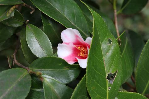 庭の椿 胡蝶侘助 殿下のブログ