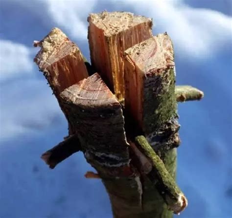 How To Make A Torch For Survival Survival Torch Urban Survival