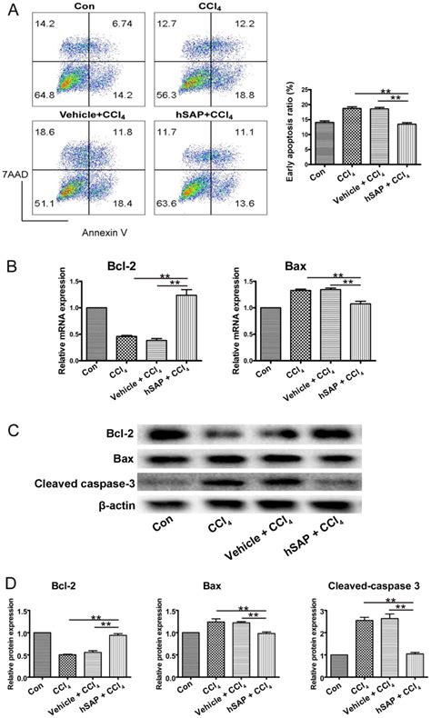 Protective Effect Of Human Serum Amyloid P On Ccl4 Induced Acute Liver