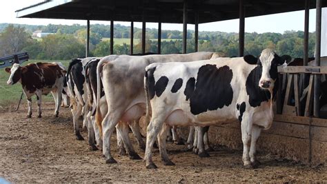 Dairy Farming For Cows Dairy Farming Systems Qxjhz
