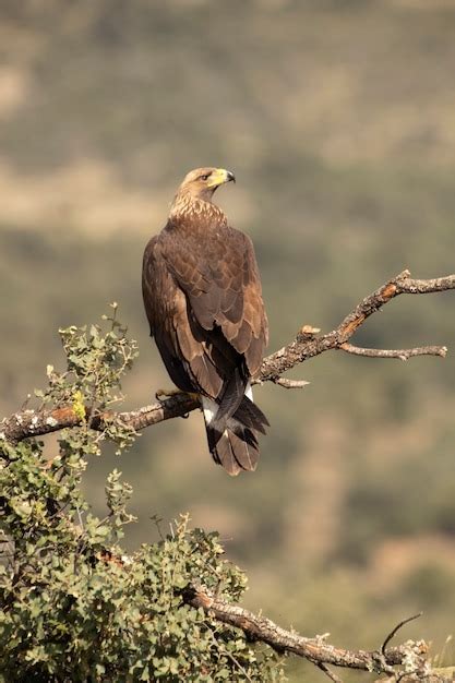 Images De Buse Rapace Téléchargement Gratuit Sur Freepik