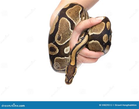 Holding In Hand Ball Python Python Regius In Studio Against A Stock