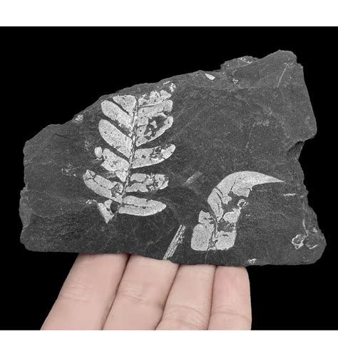 Fossils For Sale Fossils Carboniferous Fern Leaves From