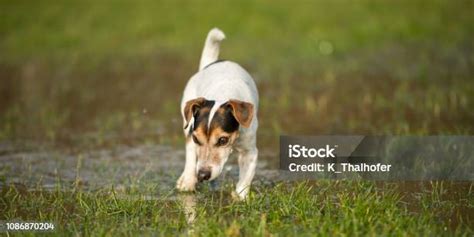 귀여운 잭 러셀 테리어 개 12 년 오래 된 추운 계절에 물 웅덩이와 풀밭에서 실행 중인 0명에 대한 스톡 사진 및 기타 이미지 0명 개 검색 Istock