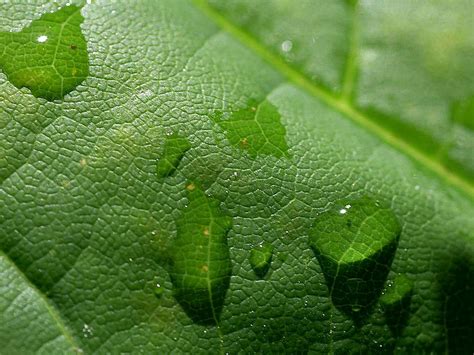 무료 사진 비 드랍 스