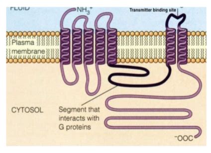 Ch 6 2 Neurotransmitter Receptors Metabotropic Flashcards Quizlet
