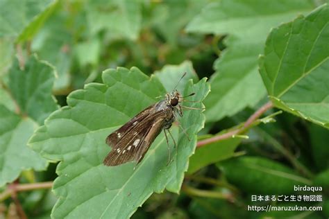 イチモンジセセリ 日本まるごと生き物図鑑
