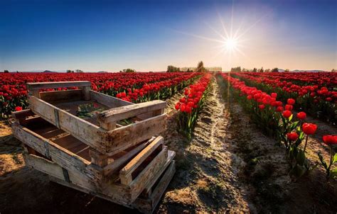 Обои поле свет цветы природа тюльпаны ящики Skagit Valley Tulip Festival Tulips Wallpaper
