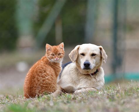 Бездомни Кучета и Котки в беда помощ дом