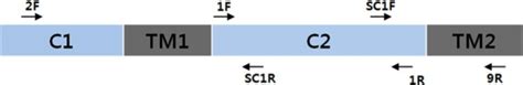 Locations Of Primers Targeting The β Glucan Synthase Gene In Sparassis