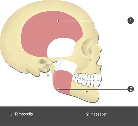 Masseter Muscle Attachments Actions And Innervation Getbodysmart