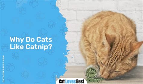 At What Age Can Cats Have Catnip Lets Find Out