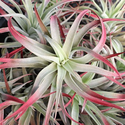 Air Plant Tillandsia Capitata Raspberry [3 4] Mcg™