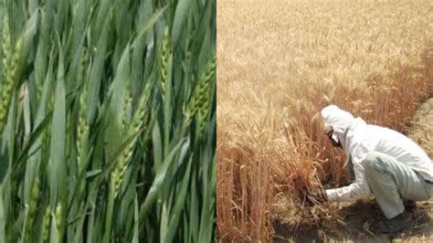National Crop Forecast Center गेहूं पर गरमी का कहर निगरानी को सरकार ने गठित की कमेटी Heat