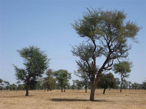 Sparse Trees In Arid Grasslands Stock Image Image Of Outdoors Trees