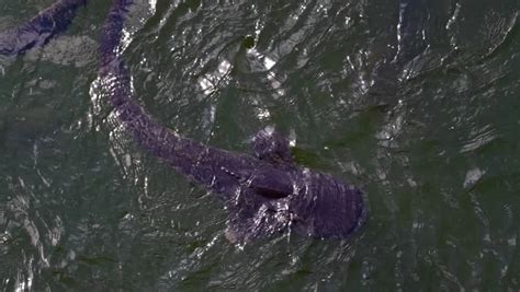 The Mutated Huge Catfish Chernobyl Zone Catfish Spend Their Lives In