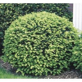Globe Yew Foundationhedge Shrub In Pot