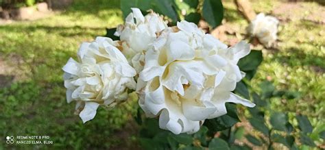Ranczo Elma Róża Rosa Ruffles Queen