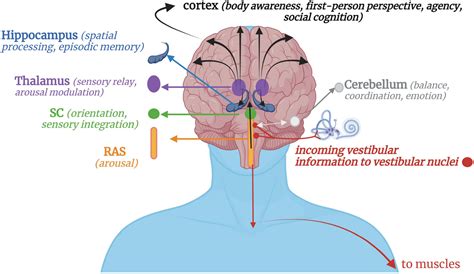 Processing At The Perceptual Level Brain Diagram Habilitar M