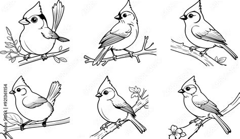 Tufted Titmouse Bird Hand Drawing Coloring Page And Outline Vector