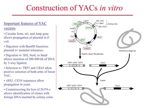 Ppt Genetic Model Systems Yeast Powerpoint Presentation Free Download Id 203314