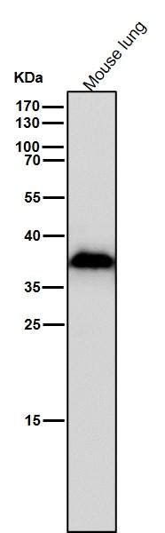 Akr1c3 Rabbit Mab Sab Signalway Antibody