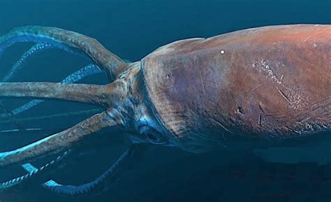 Cephalopod Facts Archives Critter Science